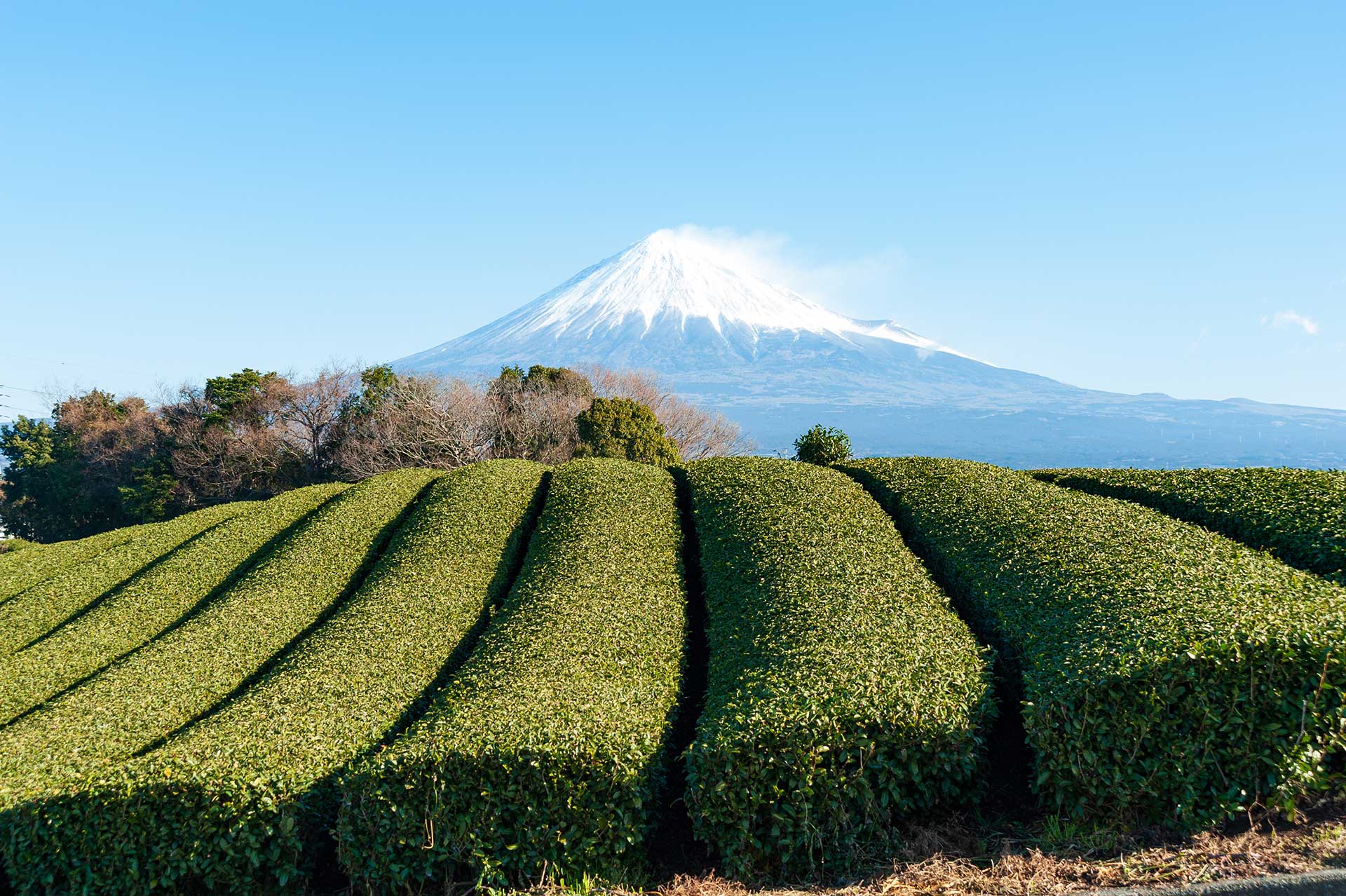 Okumidori Matcha Cultivar: All the facts you need to know | Nagocha Tea ...