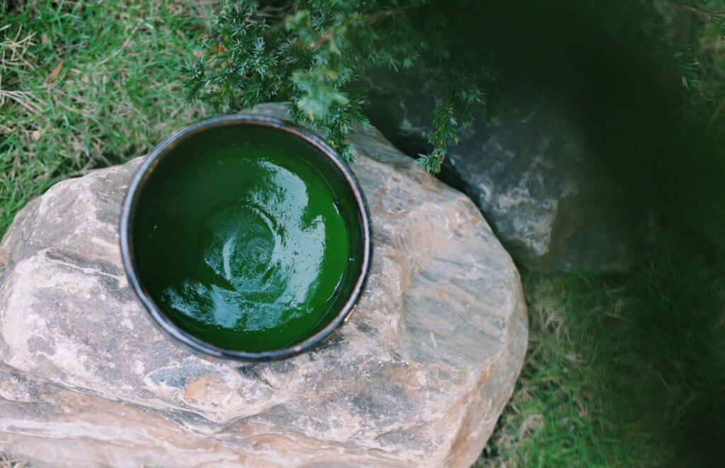 Gokou Matcha Cultivar: All the facts you need to know | Nagocha Tea House