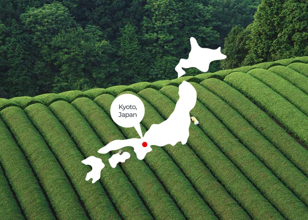 Ujisui Matcha Blend from Uji, Kyoto | Nagocha Tea House