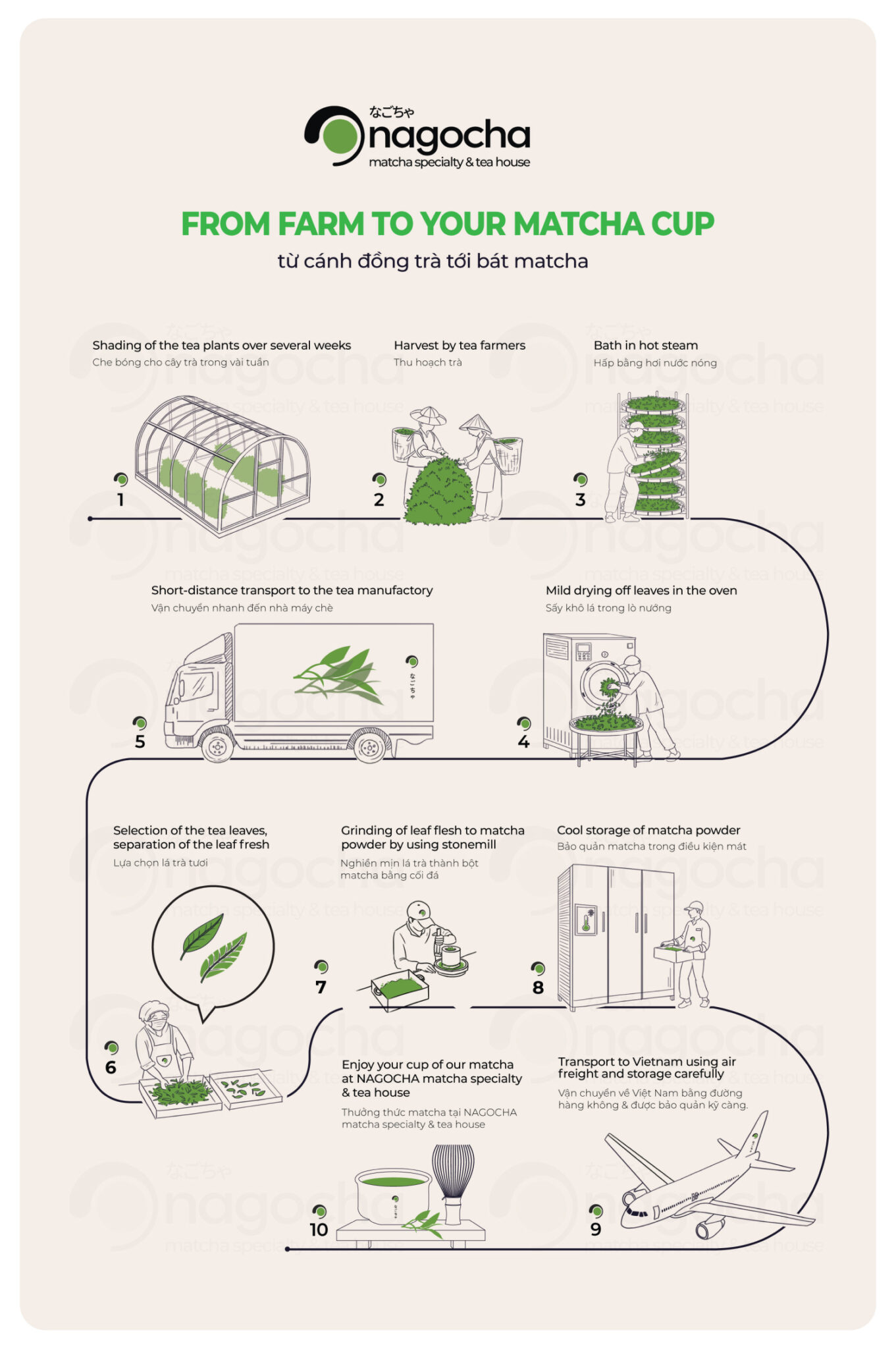 Gokou Matcha Cultivar: All the facts you need to know | Nagocha Tea House